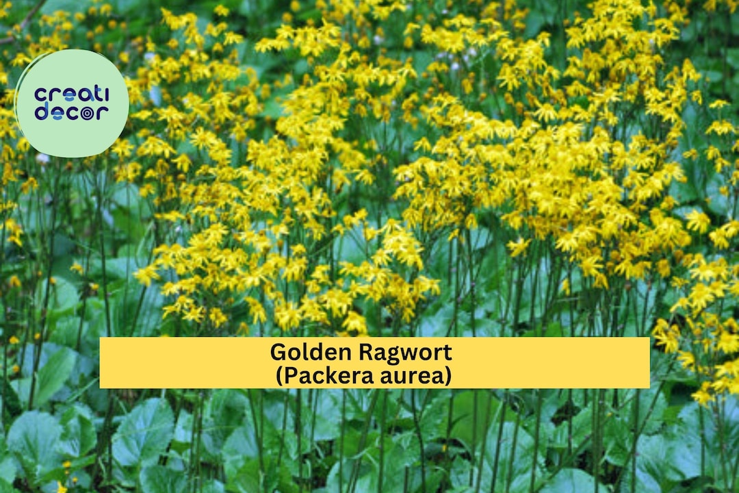 Golden Ragwort Seeds (packera Aurea) – 100 Native Shade-loving ...