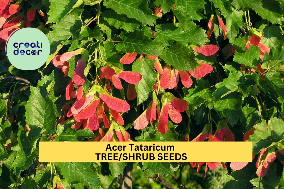 Acer Tataricum Seeds – Tatarian Maple Tree – Compact Cold-hardy ...