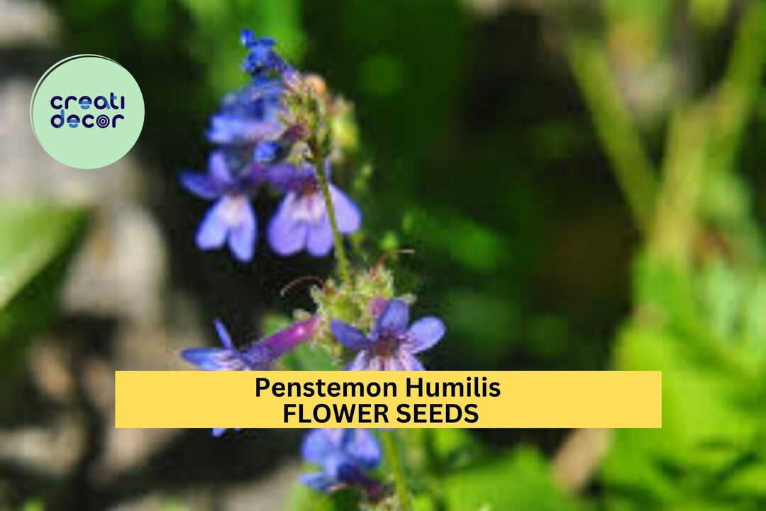 Low Beardtongue Seeds – Penstemon Humilis – 100mg for Planting, Compact ...