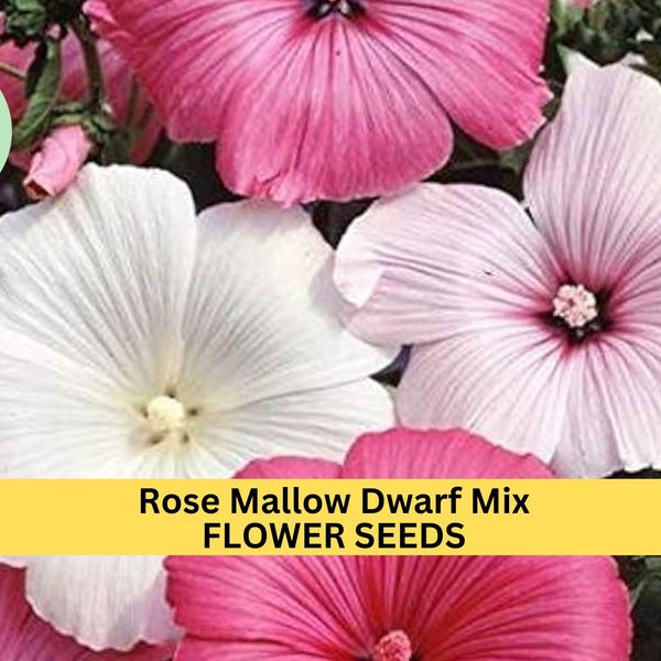 Mallow Plant - Etsy
