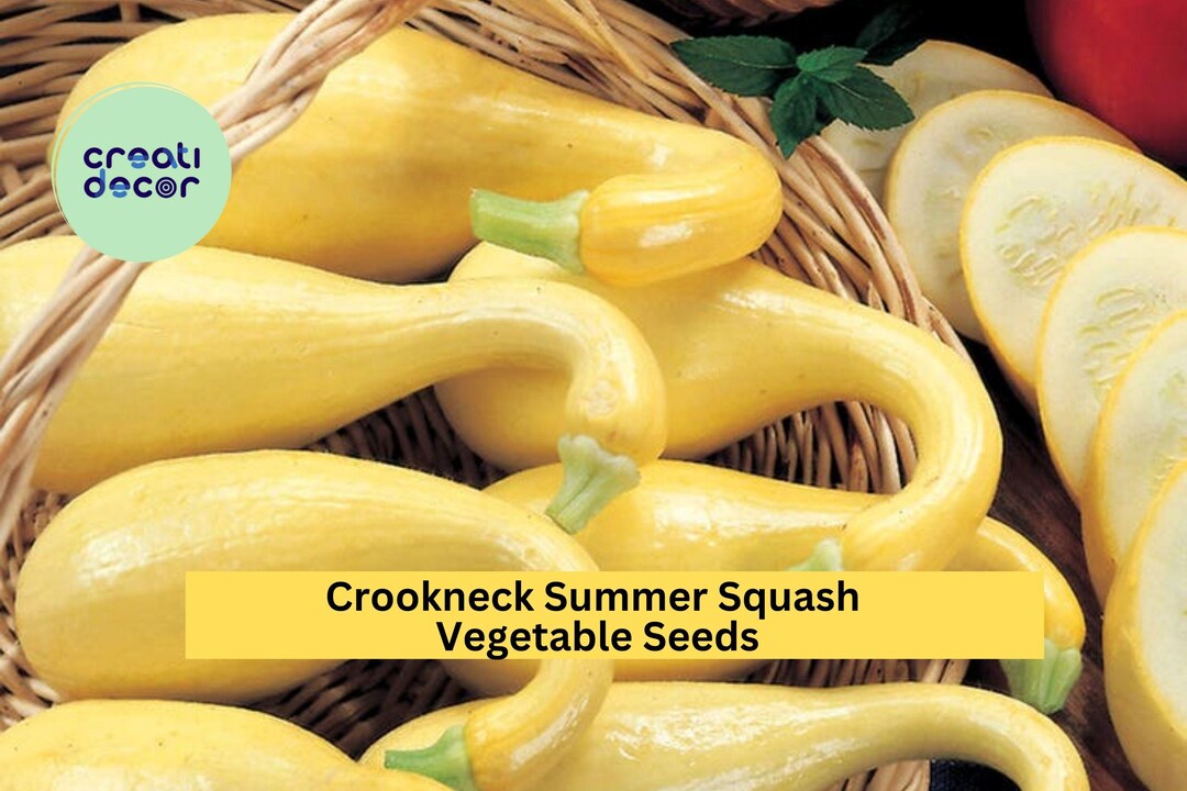 Early Summer Crookneck Squash Seeds – 10 Seeds for Planting, Heirloom ...