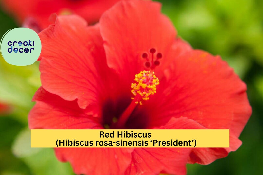Red Hibiscus ‘president’ – Hibiscus Rosa-sinensis – 2 Live Starter ...