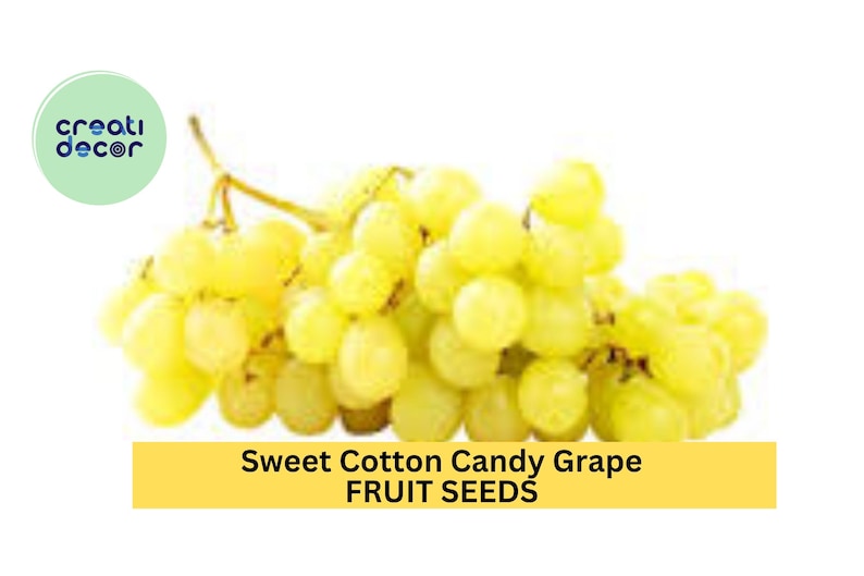 Very Sweet Cotton Candy Grape Seeds – 12 Rare Fruit Seeds for Planting ...