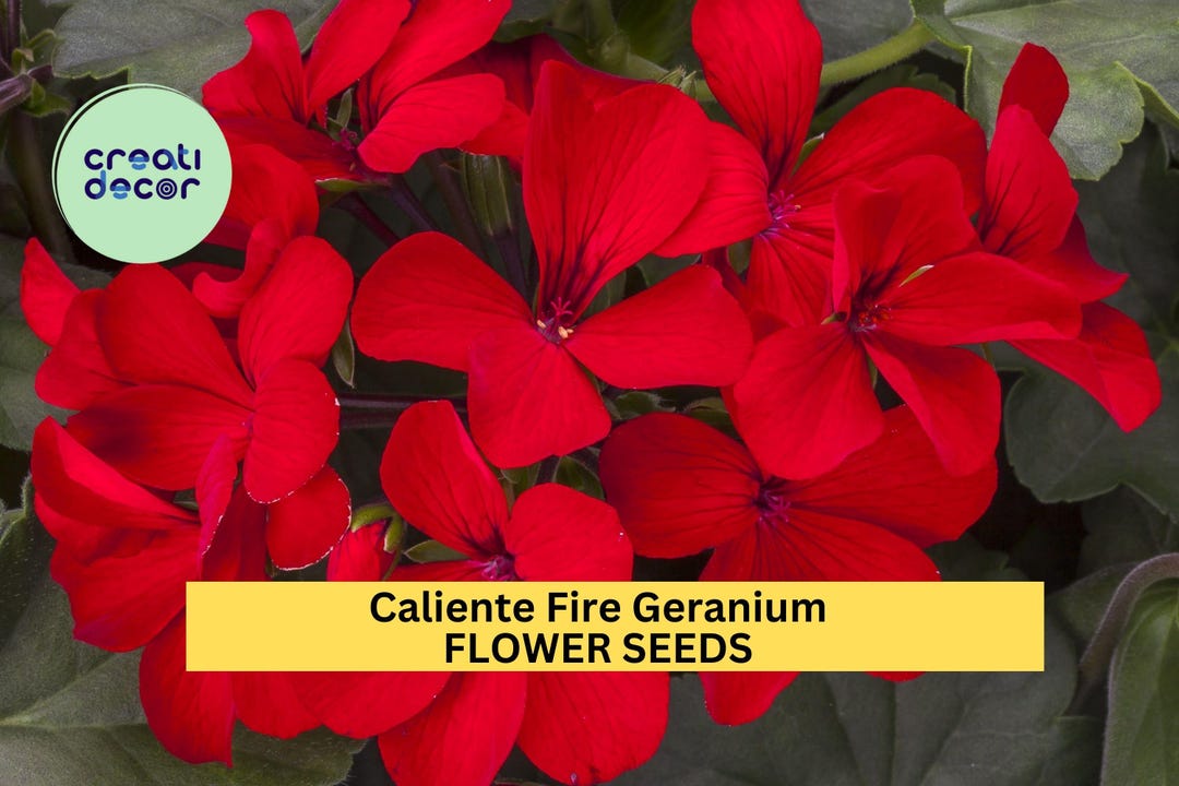 25+ Caliente Fire Geranium Seeds – Bold Red Blooms for Garden Planting ...