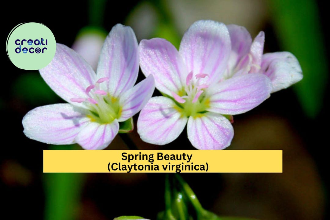 Buy Spring Beauty Seeds – Claytonia Virginica – 75 Seeds – Native ...