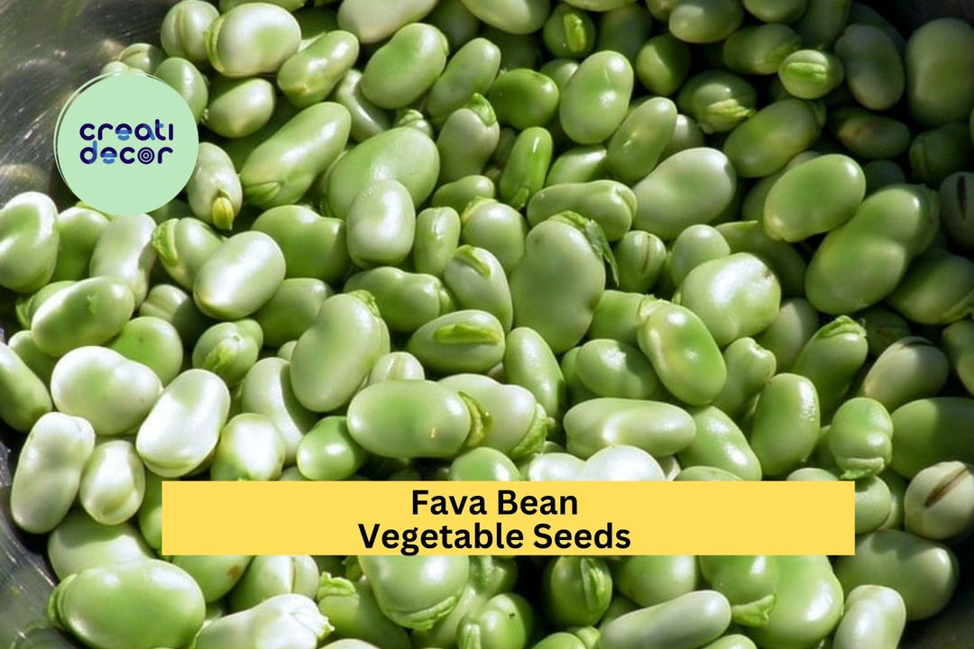 Fava Bean Seeds – 5g for Planting, Heirloom Variety, High Yield, Cold ...