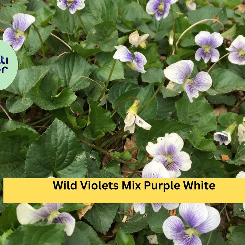 Wild Violet Seeds - Etsy