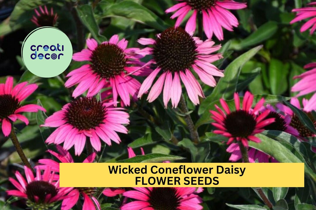 200+ Wicked Coneflower Daisy Seeds – Echinacea Mix for Garden Planting, Colorful Pollinator ...