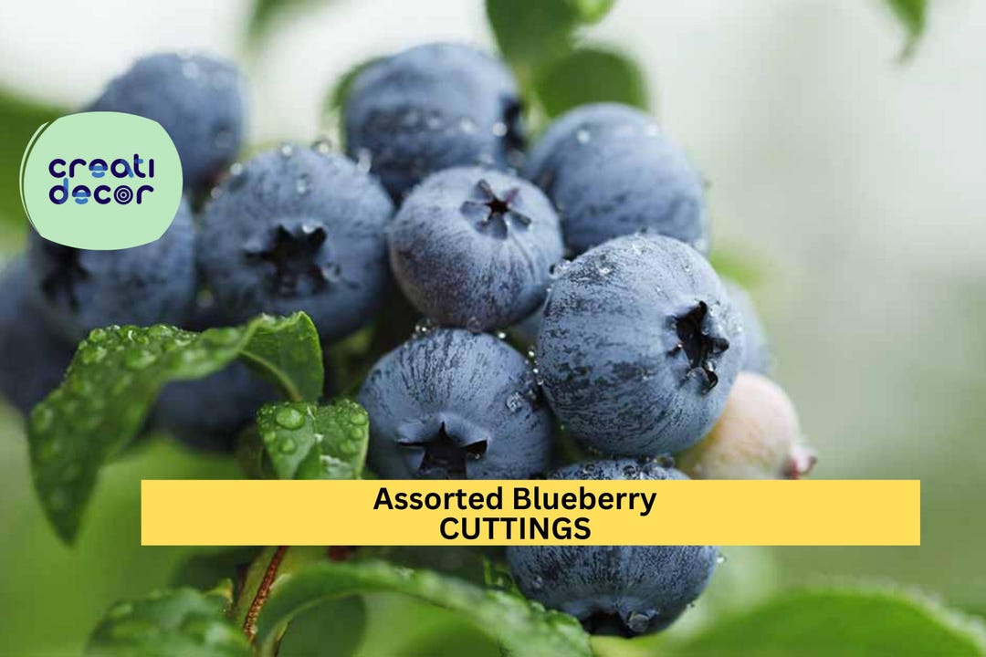 5 Blueberry Cuttings Assorted | Unrooted Organic Scions | Vaccinium ...