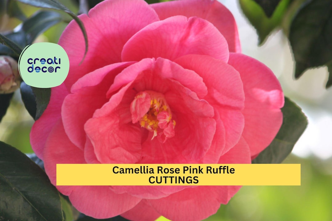 10 Camellia Rose Pink Ruffle Cuttings – Unrooted Flowering Shrub | 5 ...