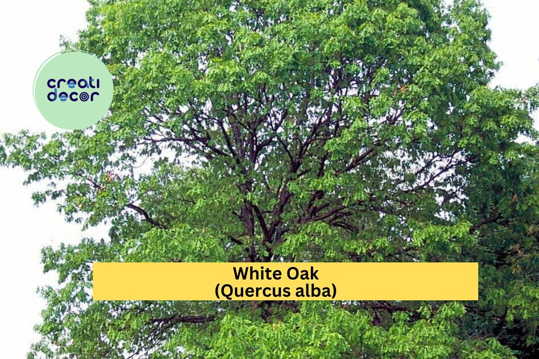 White Oak (quercus Alba) – 8 Live Seedlings 6–10” – Hardy Native Shade ...
