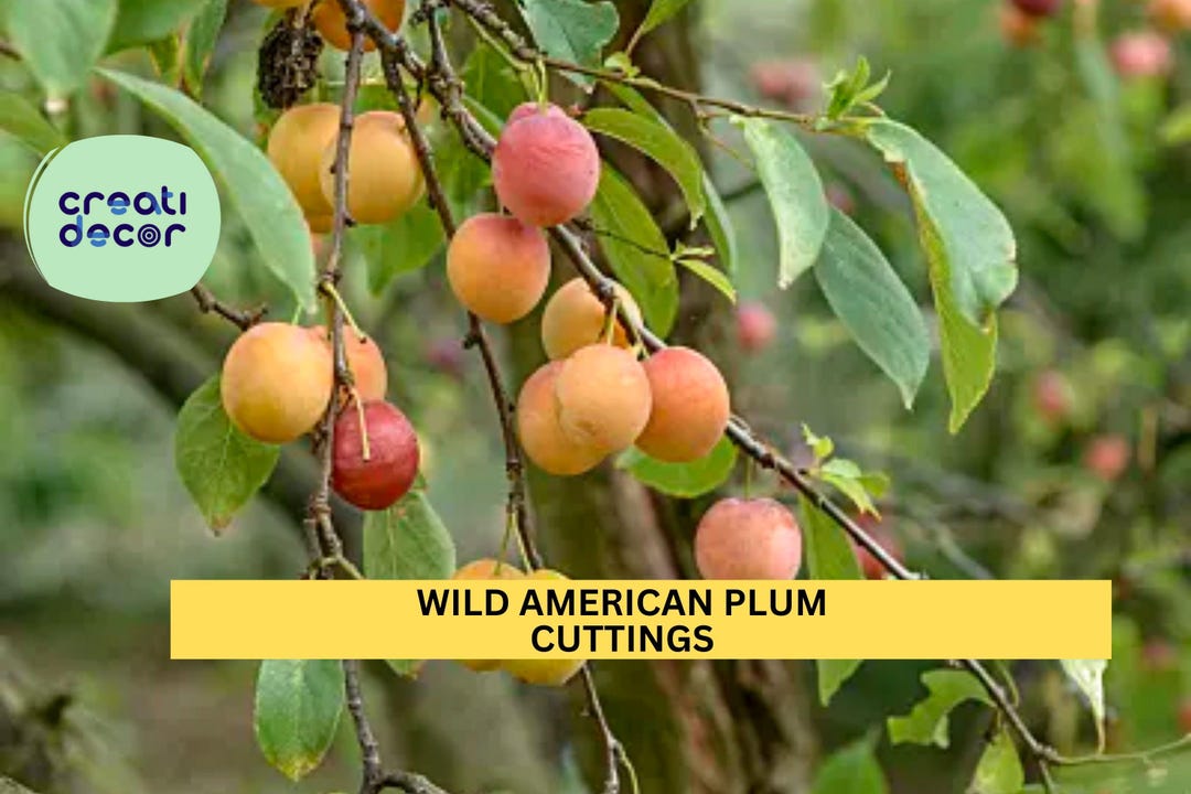 12 Wild American Plum Cuttings | Prunus Americana | Unrooted Edible ...