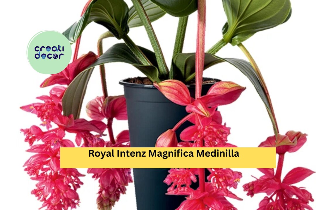 Royal Intenz Magnifica Medinilla Plant | Live Well Rooted Starter ...