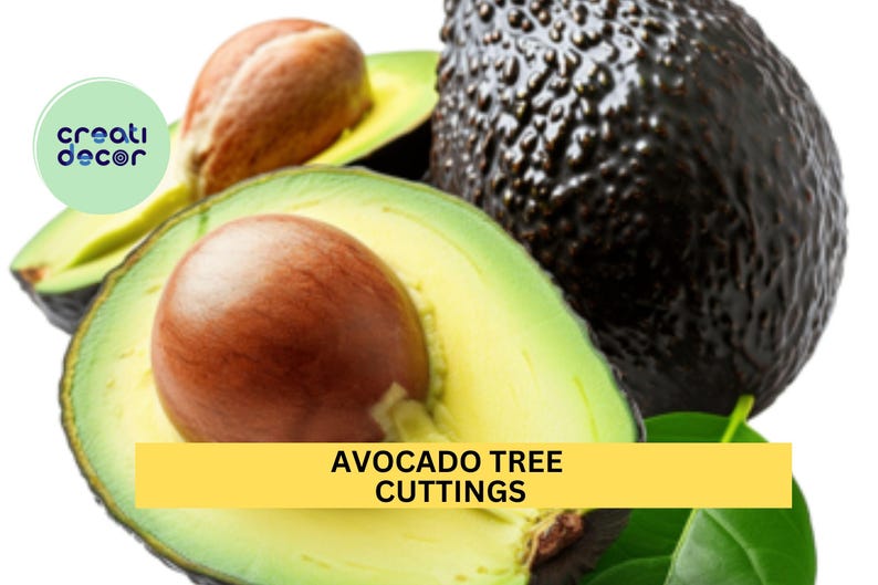 Avocado Tree Cuttings – Set of 3 for Grafting or Rooting | Fresh Persea ...