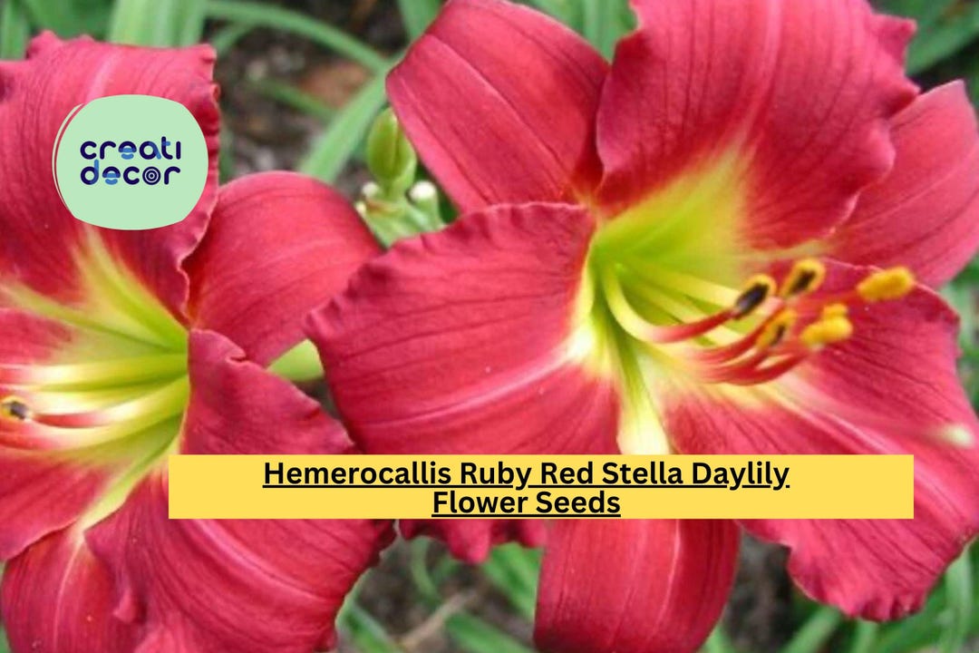 Hemerocallis Ruby Red Stella Daylily – 1 Live Bare Root Fan Plant ...