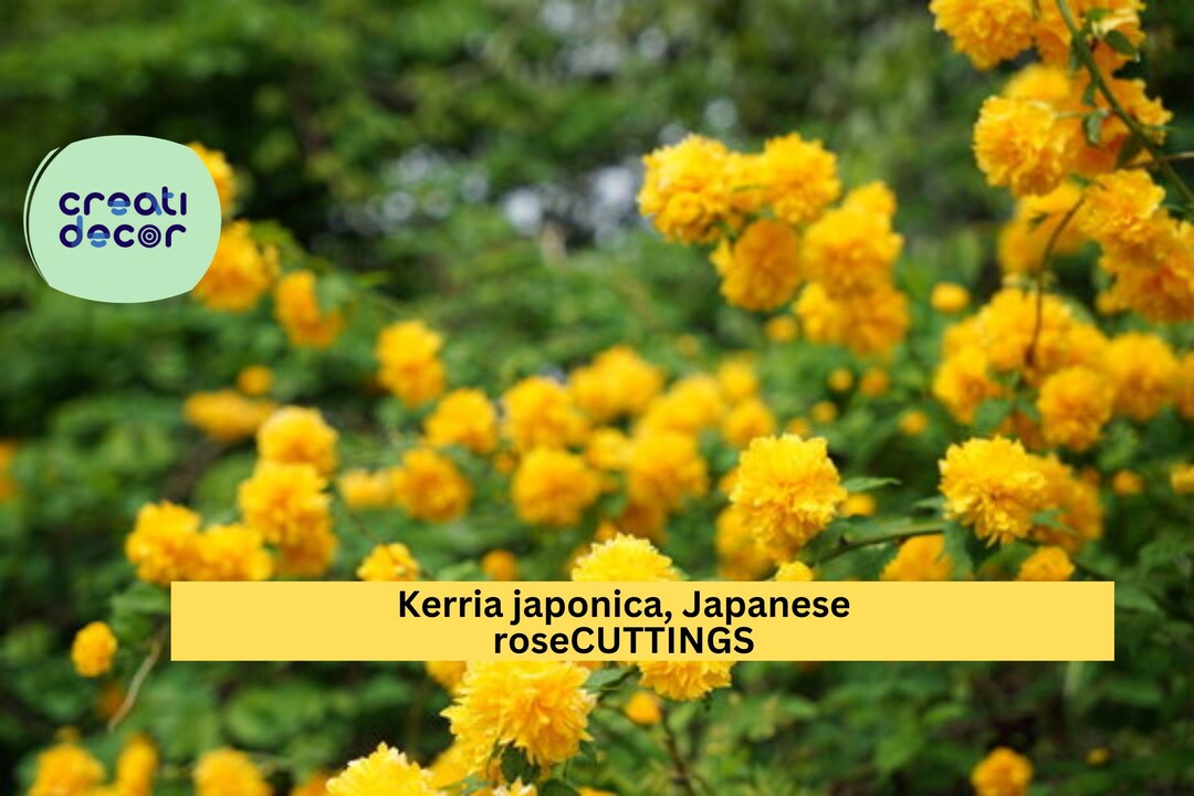 10 Kerria Japonica Cuttings | Japanese Rose Miracle Marigold | Unrooted ...