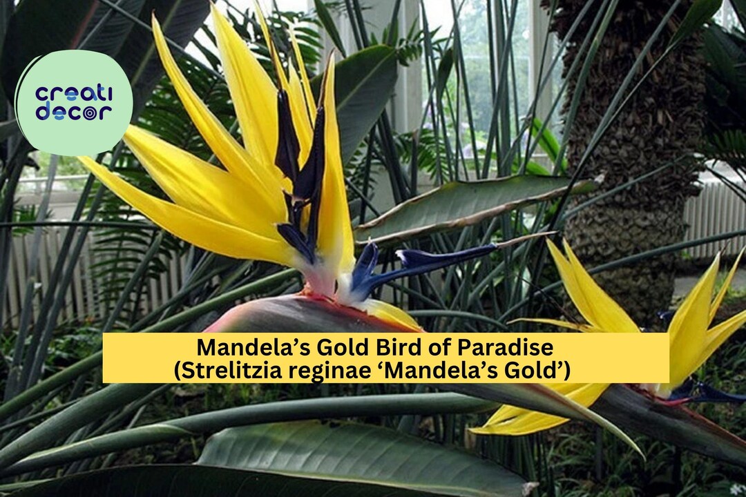 Mandela’s Gold Bird of Paradise – Strelitzia Reginae – 10–12" Rooted ...
