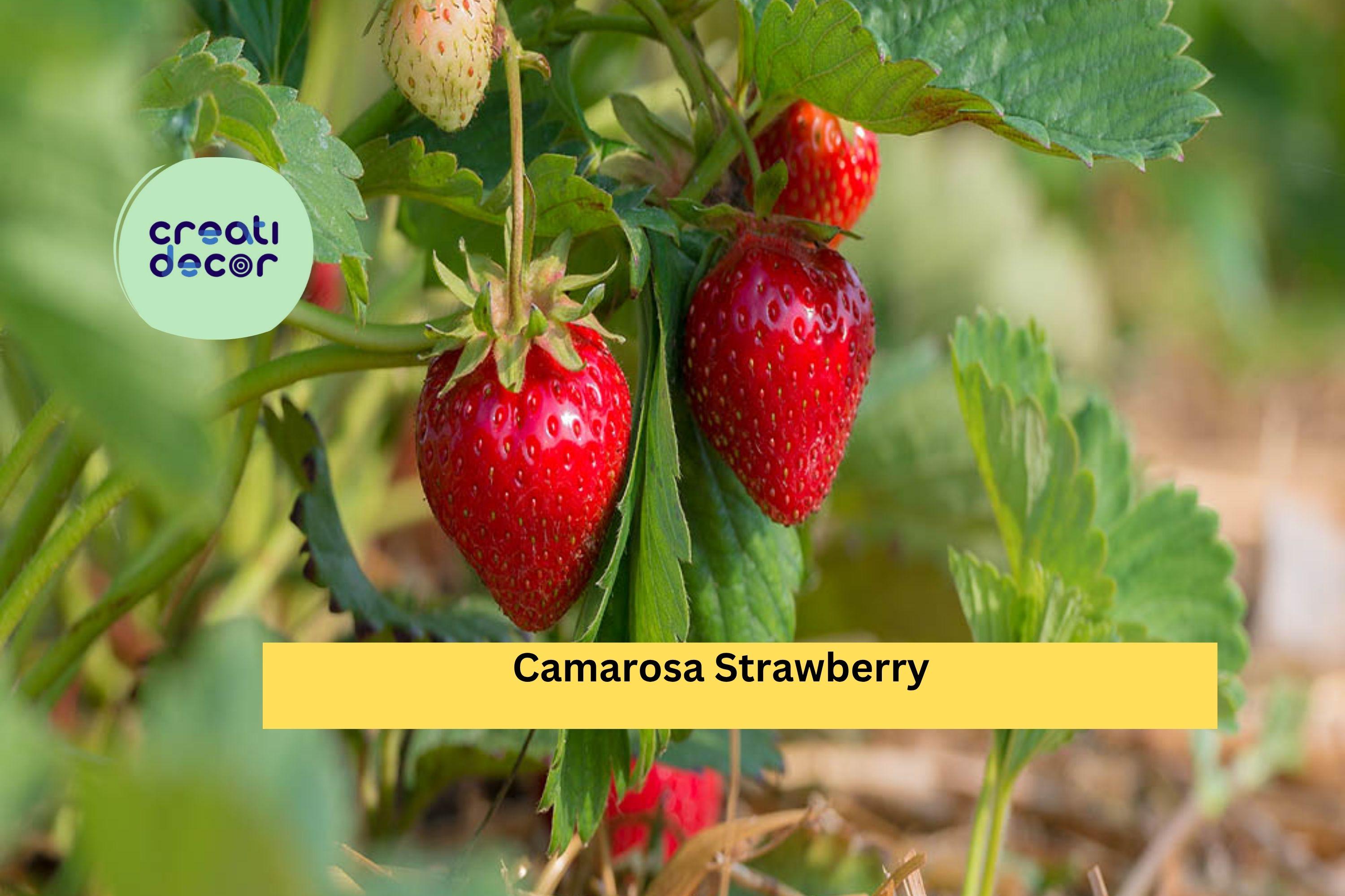 Camarosa Strawberry Plants | 10 Live Bare Root June-bearing Starter ...