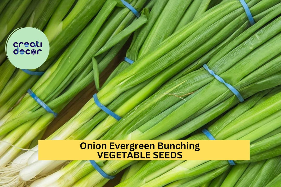 Evergreen Bunching Onion Seeds – Non-bulbing Green Onion – Perennial ...