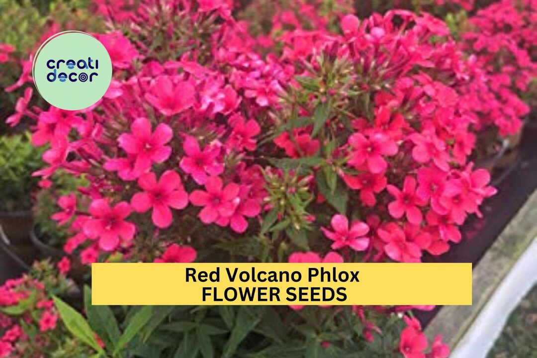 100+ Red Volcano Phlox Seeds – Bold Red Cluster Blooms for Garden ...