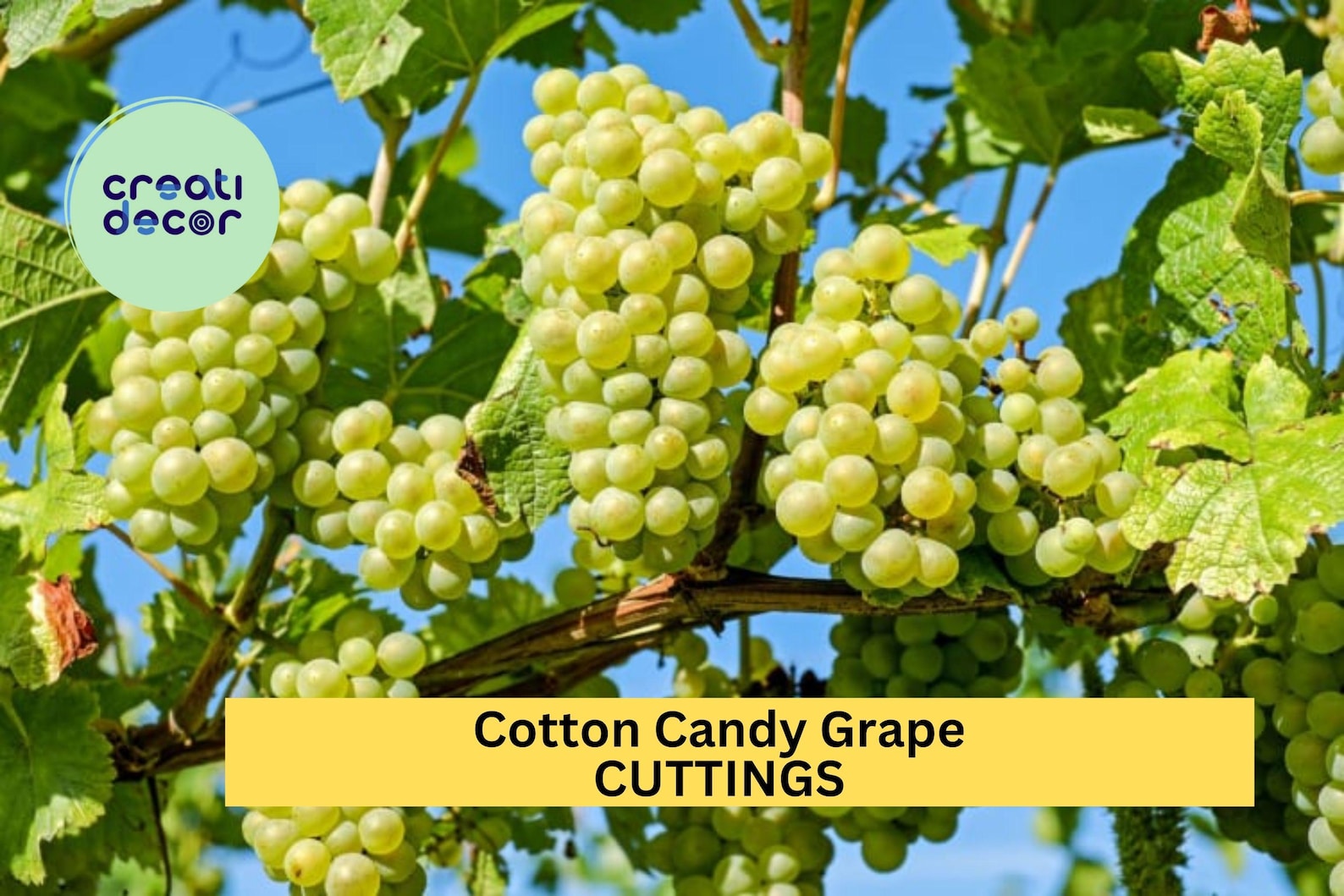 5 Cotton Candy Grape Cuttings – Very Rare Variety for Rooting or ...