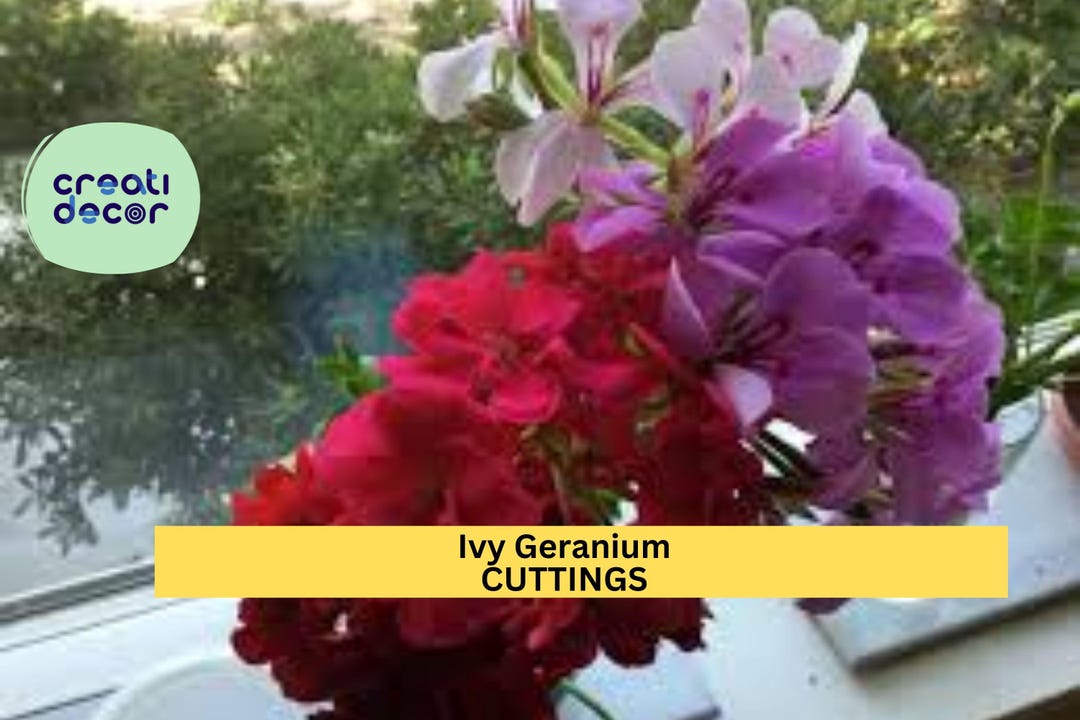 Ivy Geranium Cuttings | 9 Unrooted Stems | 4 Color Mix | Trailing ...