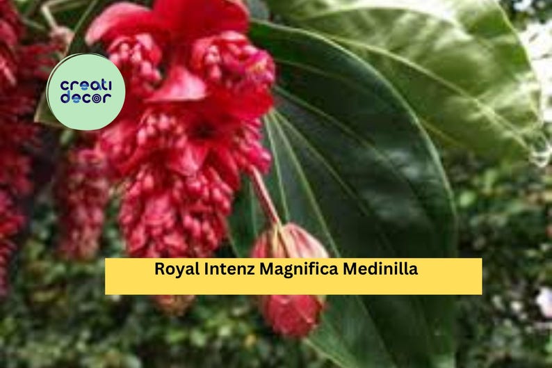Royal Intenz Magnifica Medinilla Plant | Live Well Rooted Starter ...