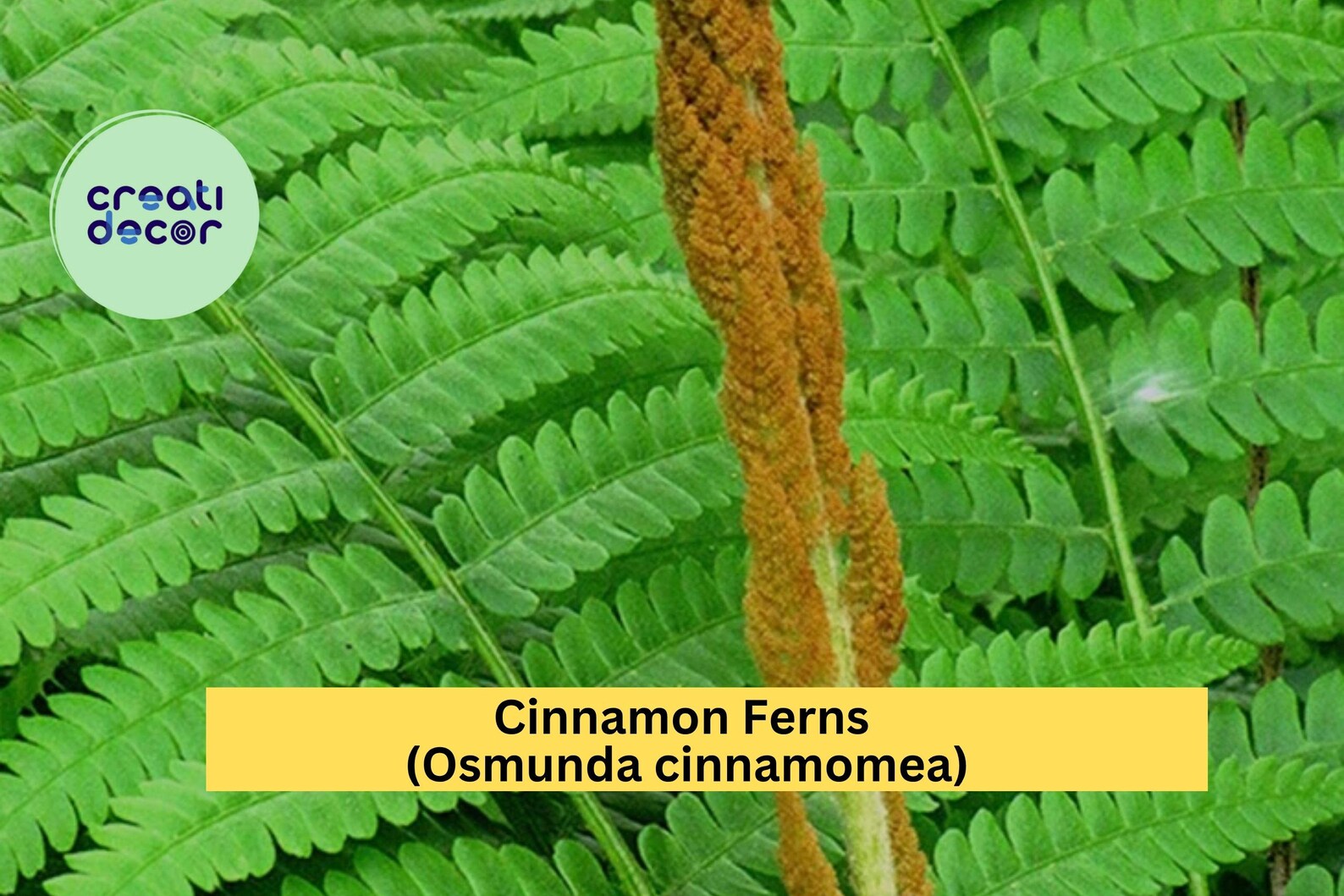 Cinnamon Fern Bare Root 3-pack – Osmunda Cinnamomea – Hardy Shade ...