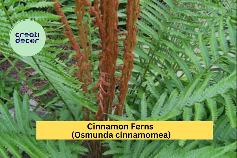 Cinnamon Fern Bare Root 3-pack – Osmunda Cinnamomea – Hardy Shade ...