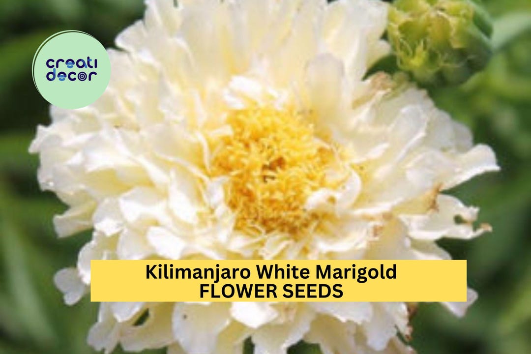 25+ Kilimanjaro White Marigold Seeds – Creamy White Blooms for Garden ...