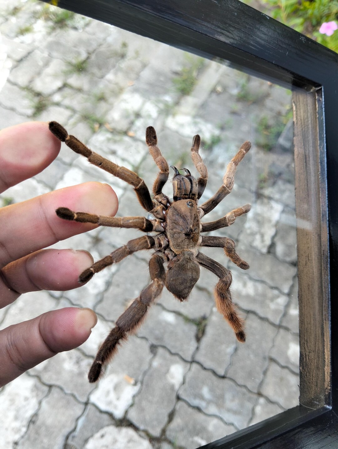 Real Framed Tarantula Spider Taxidermy in Black Shadow Box for Gothic ...