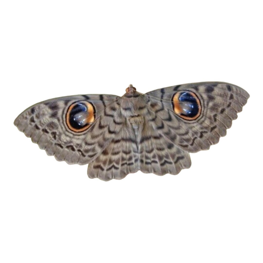 5 Real Owl Moth Specimens erebus Macrops Closed Wings Taxidermy Insect ...