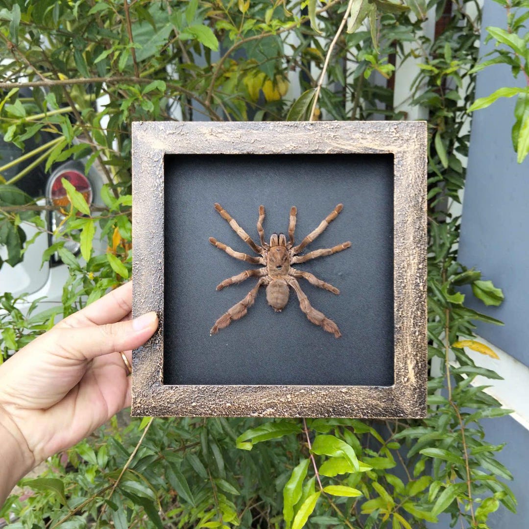 Framed Real Tarantula citharognathus Tongmianensis Spiders Art and Home ...