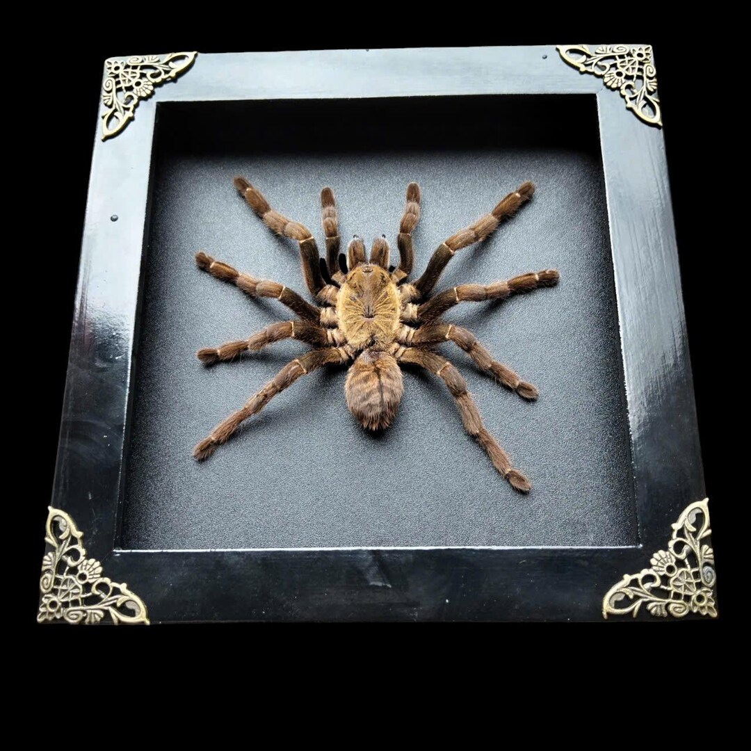 Framed Real Spider Tarantula, Decorative Gothic Art Piece for Curiosity ...