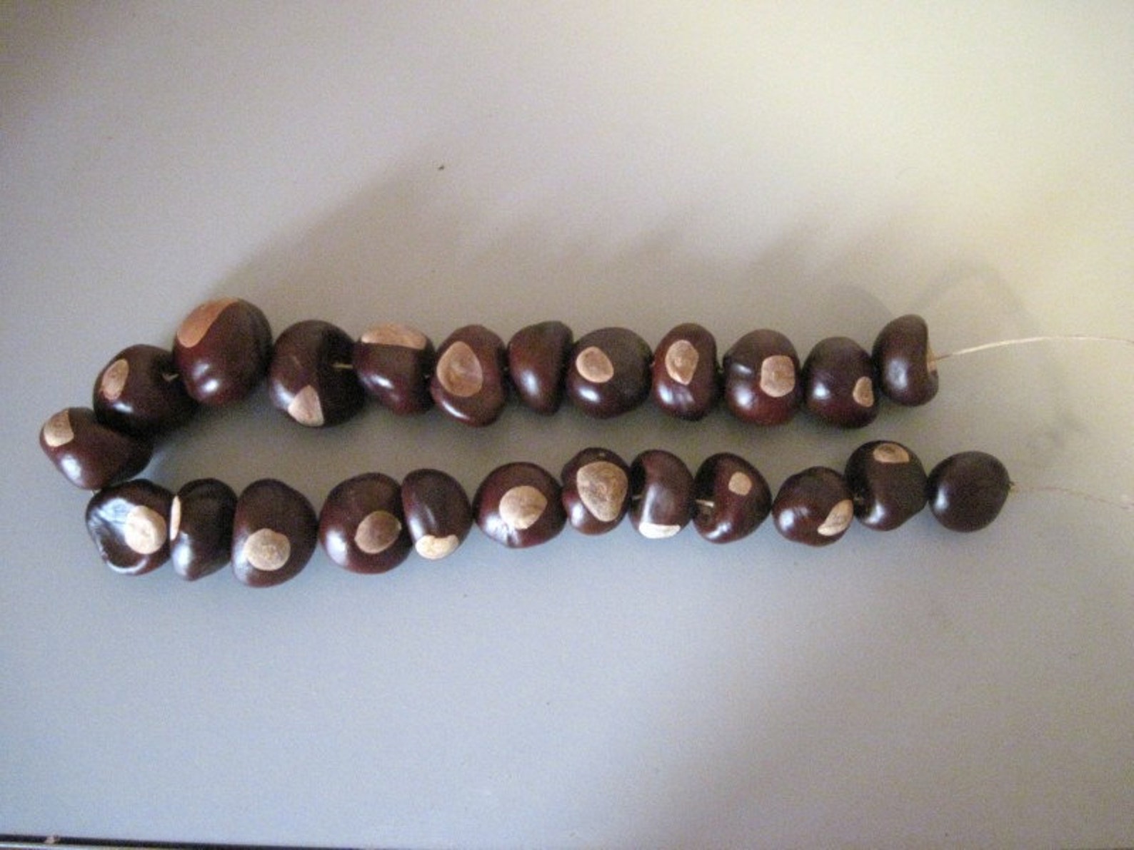 Ohio Buckeye Necklace All Real OHIO Buckeyes - Etsy