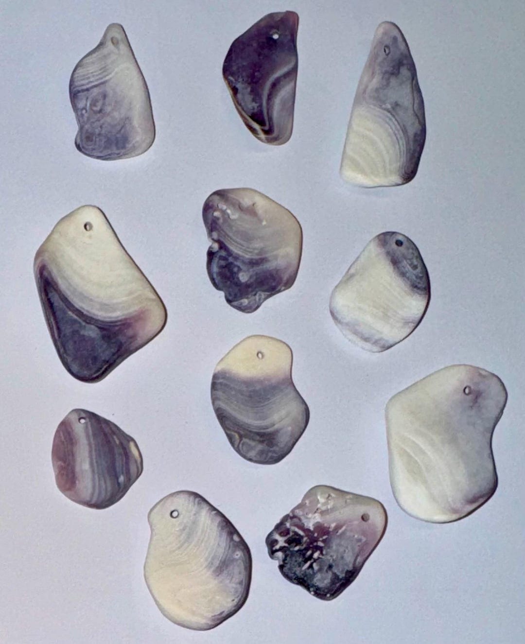 Top Drilled Wampum Shells, Genuine Handpicked Purple Seashells Quahog ...