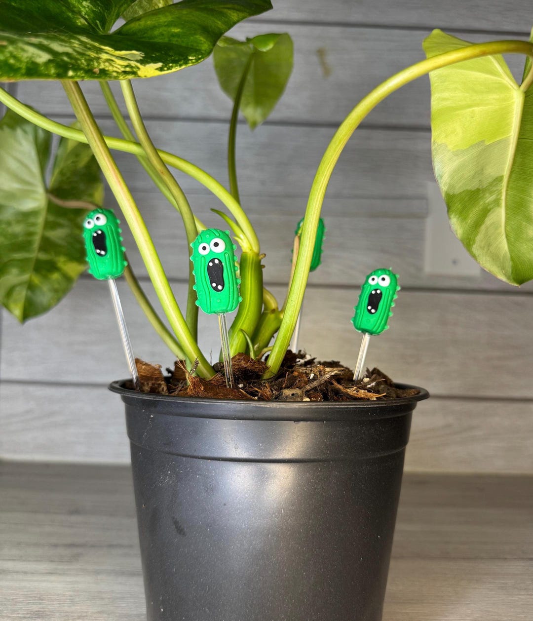 Plant Buddy – Pickle - Houseplant Decoration - Etsy