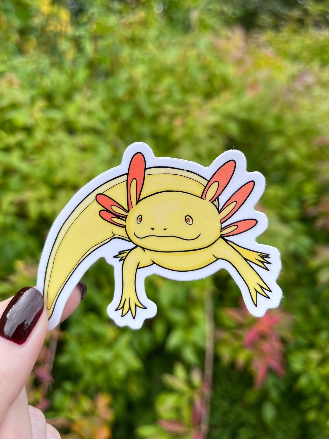 Golden Albino Axolotl Sticker, 3", Water Bottle Sticker, Laptop Decal ...