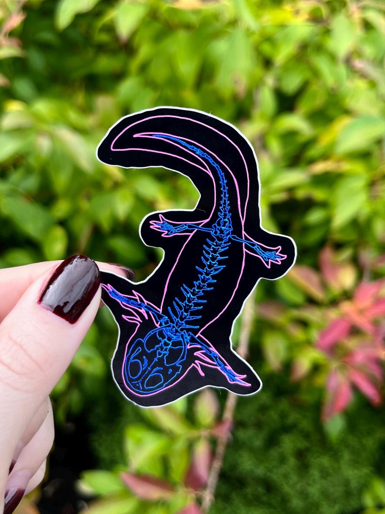 Axolotl X-ray Skeleton Sticker, 3", Water Bottle Sticker, Laptop Decal ...