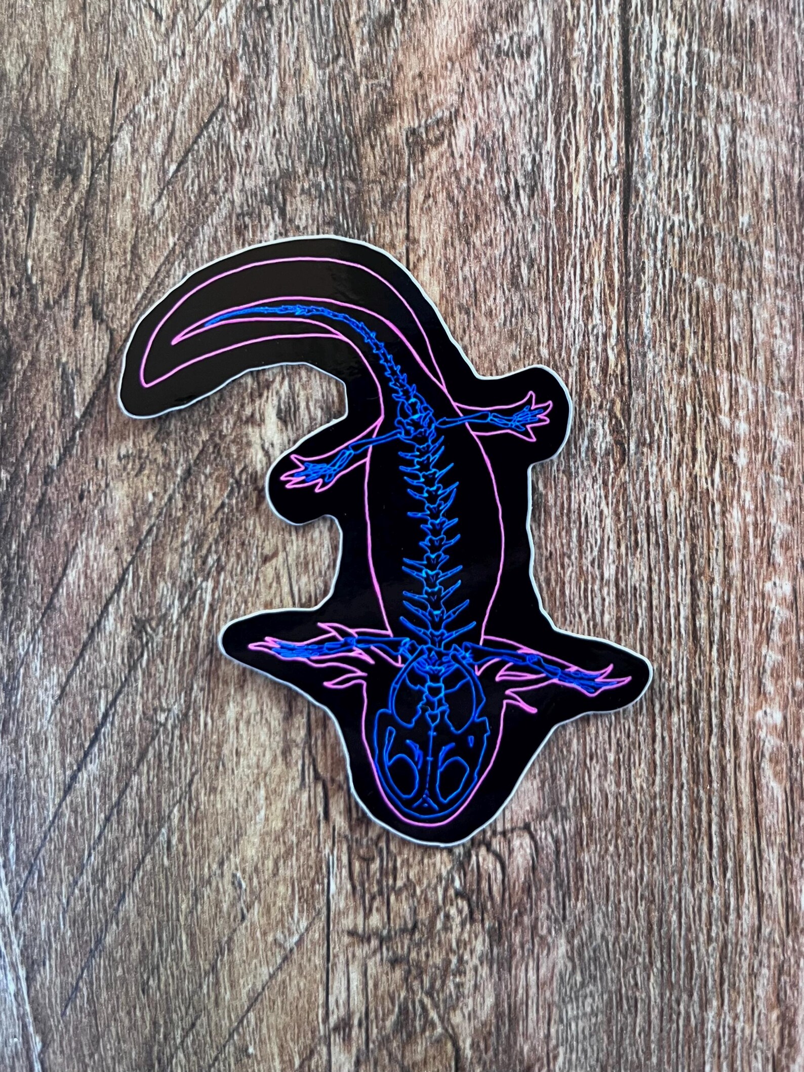 Axolotl X-ray Skeleton Sticker, 3", Water Bottle Sticker, Laptop Decal ...