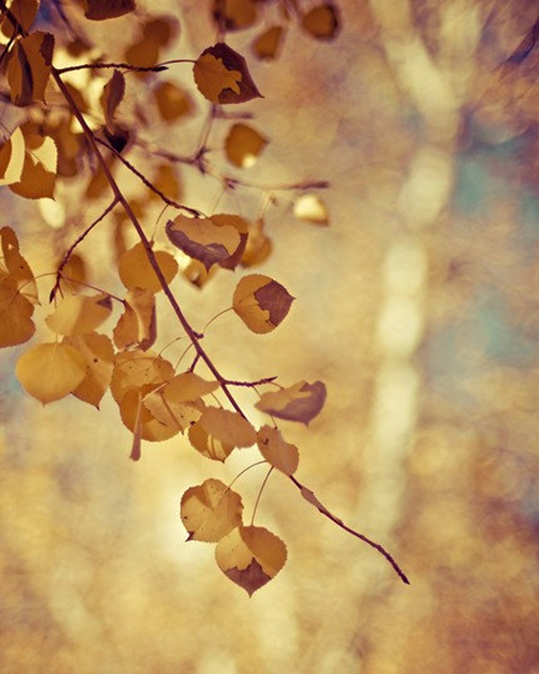 Autumn Nature Photography / Aspen, Fall, Gold, Golden, Yellow, Fall ...