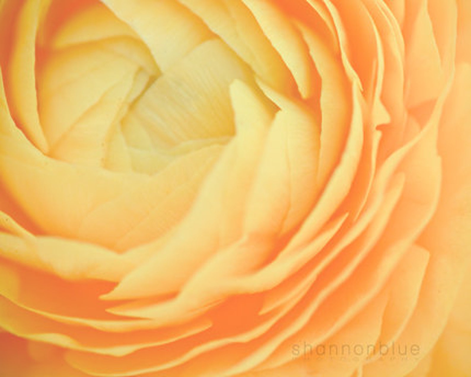 Yellow Ranunculus Botanical Photography / Soft, Butter, Flower, Petals ...