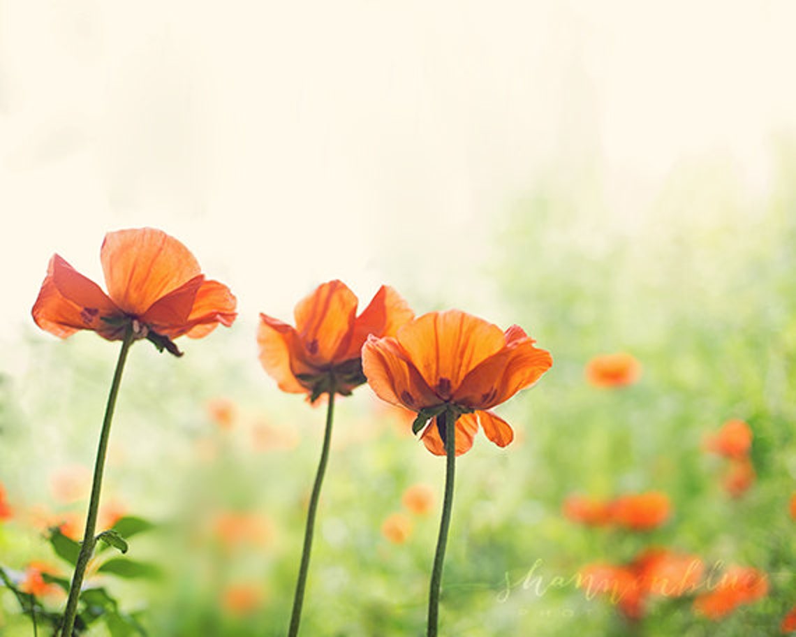 Poppy Photography / Poppies, Nature Photography, Botanical Photography ...