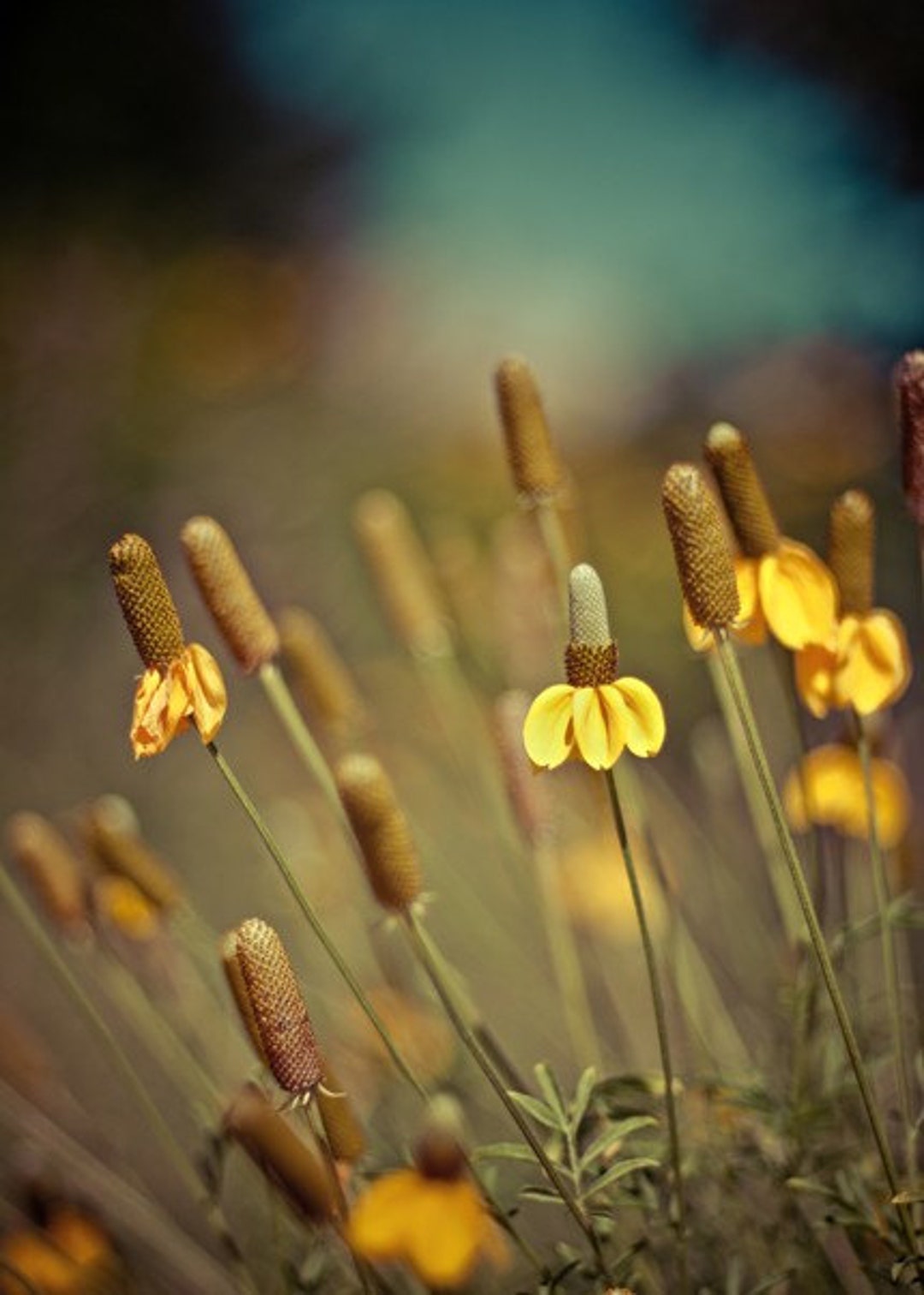 Summer Flower Photography / Wildflowers, Nature Photography, Autumn ...