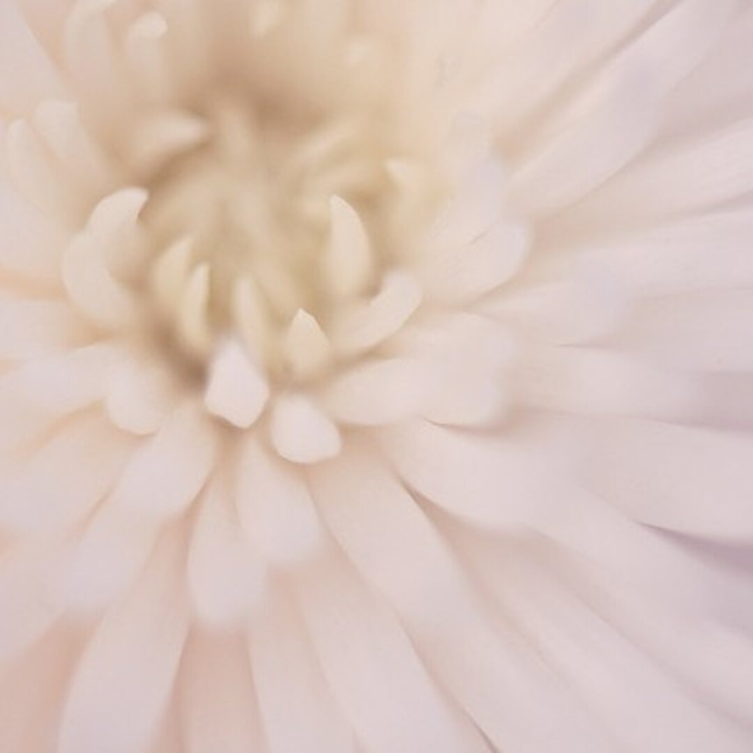 White Macro Flower Botanical Photography / Mum, Chrysanthemum, Close-up ...