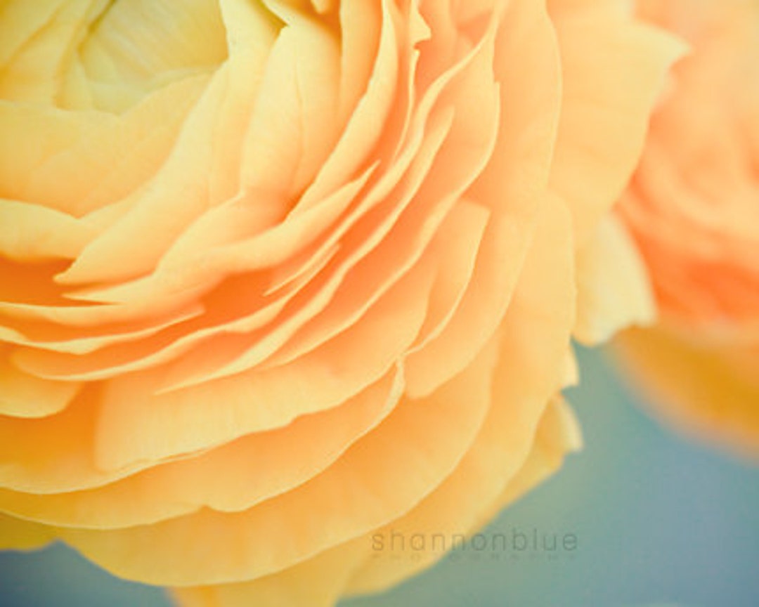 Botanical Photography, Yellow, Ranunculus, Soft Yellow, Butter Yellow ...