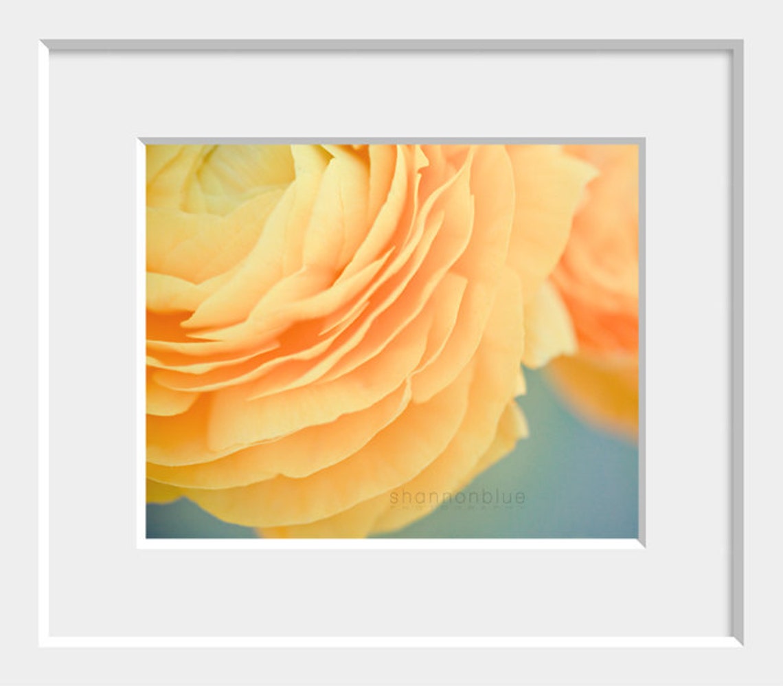 Botanical Photography Yellow Ranunculus Soft Yellow Butter - Etsy