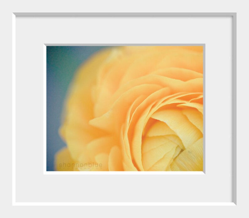 Ranunculus Photography, Yellow, Soft, Butter, Botanical Photography ...