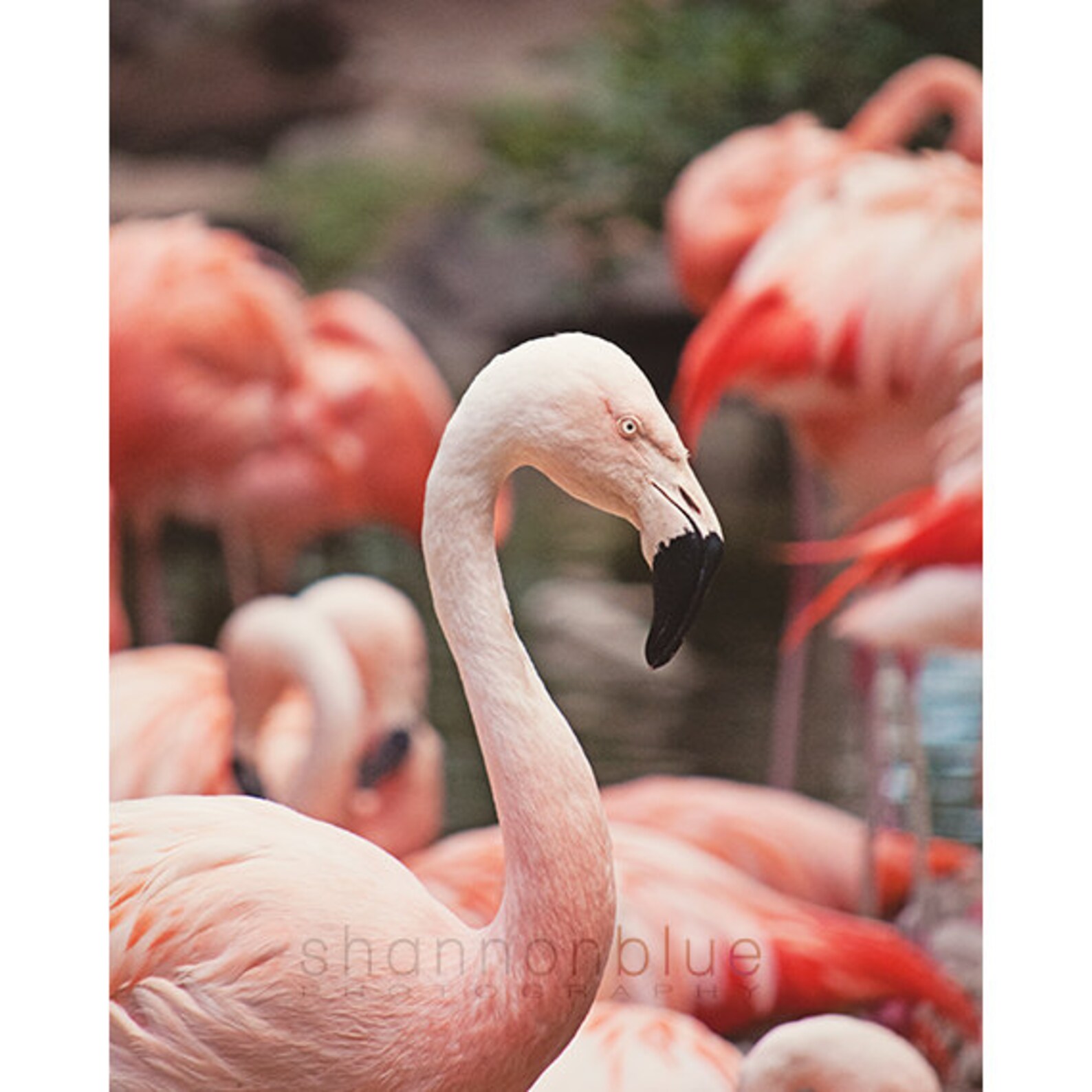 Animal photography / flamingo nursery decor zoo animal | Etsy