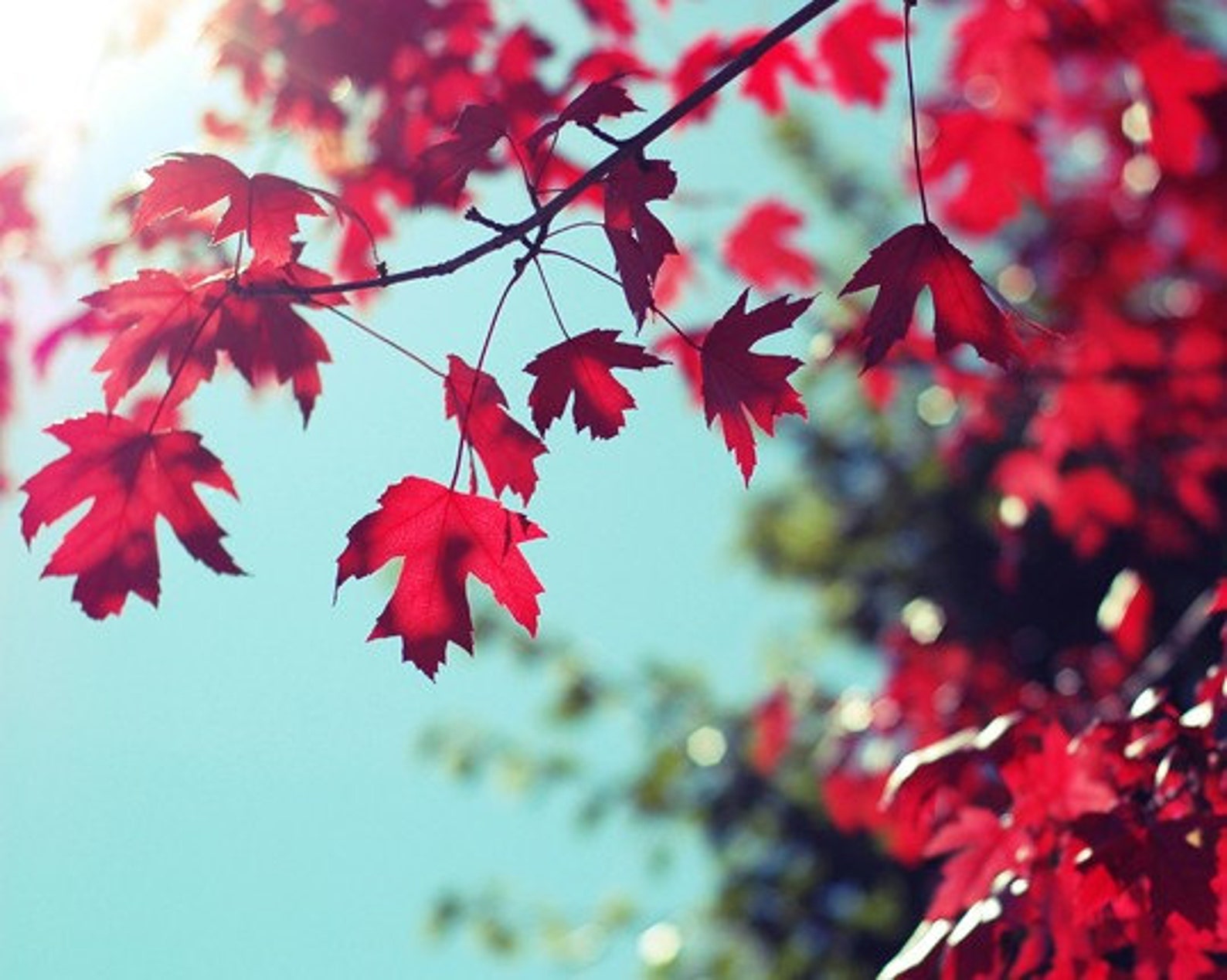 Autumn Fall Red Maple Nature Photography / Ruby Red - Etsy